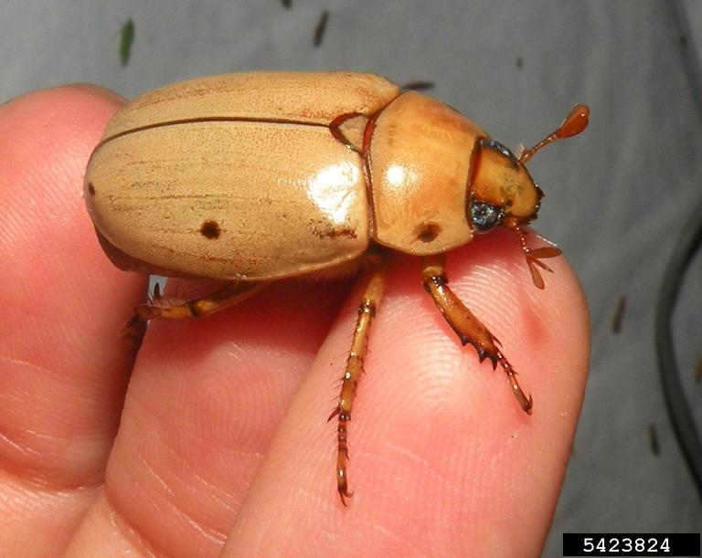 Grapevine Bugs 10 Worst Grapevine Insect Pests: How To Identify And