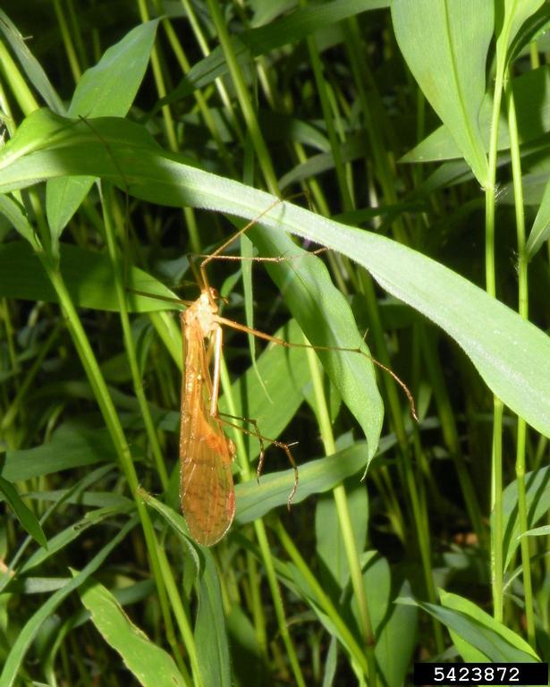 hangingflies (Genus Bittacus Latreille, 1805)