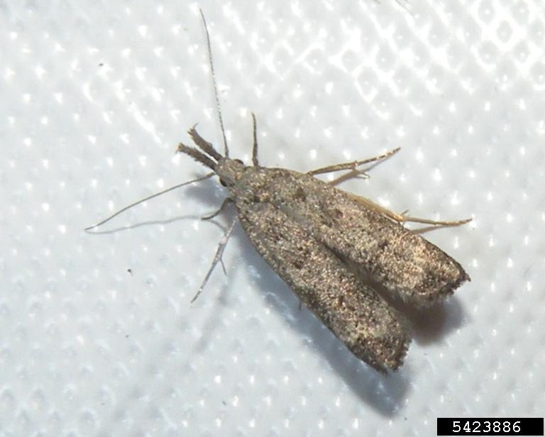 Gelechiid moth (Genus Anacampsis Curtis, 1827)