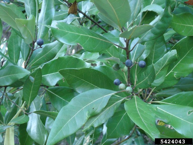 redbay (Persea borbonia (L.) Spreng.)