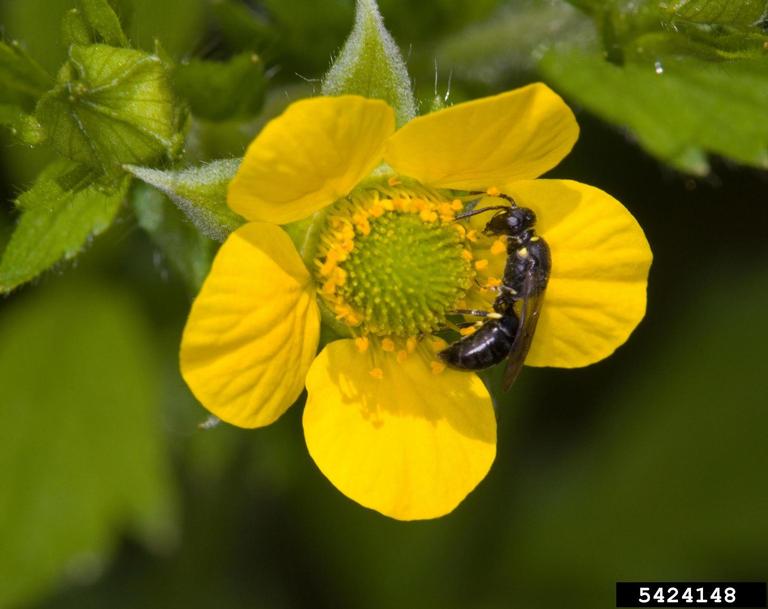 yellow-faced bees (Genus Hylaeus Fabricius, 1793)