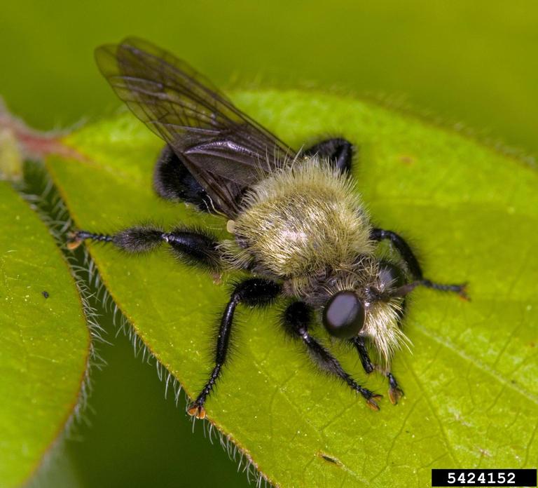 robber flies (Family Asilidae)