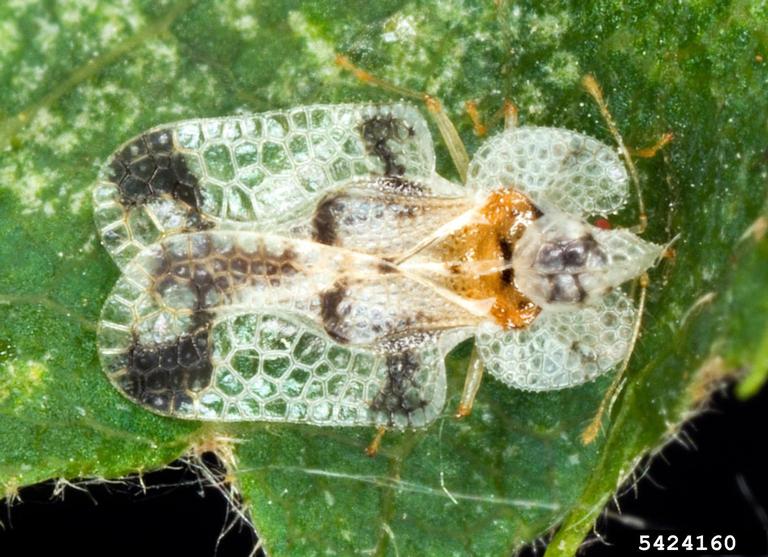 lace bugs (Genus Corythucha Stahl, 1873)