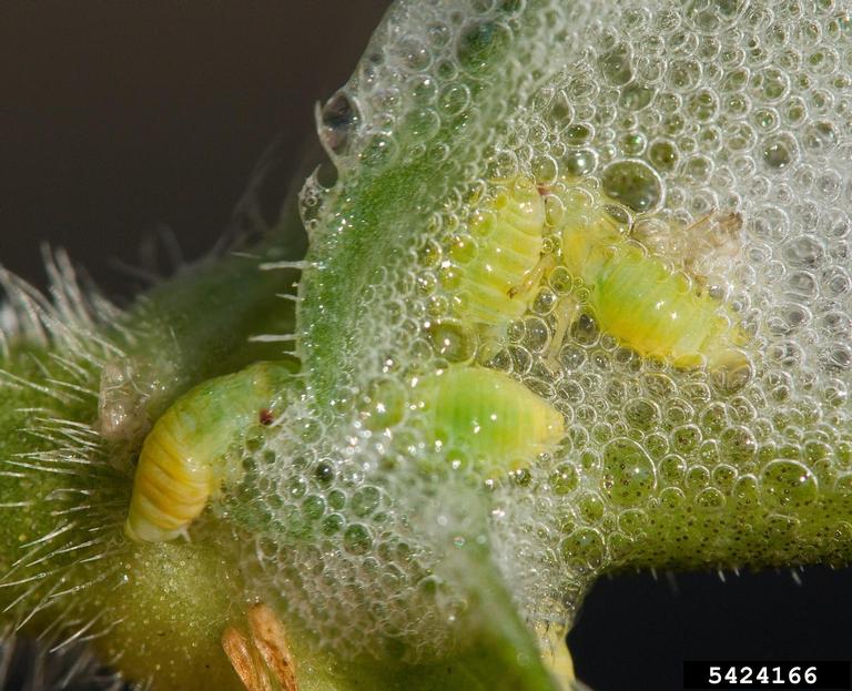 spittlebugs or froghoppers (family Cercopidae), (Hemiptera: Cercopidae ...