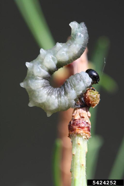 larch sawfly (Pristiphora erichsonii ) on tamarack (Larix laricina ...