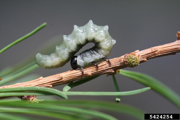 larch sawfly (Pristiphora erichsonii)