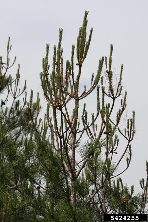 European pine sawfly (Neodiprion sertifer)