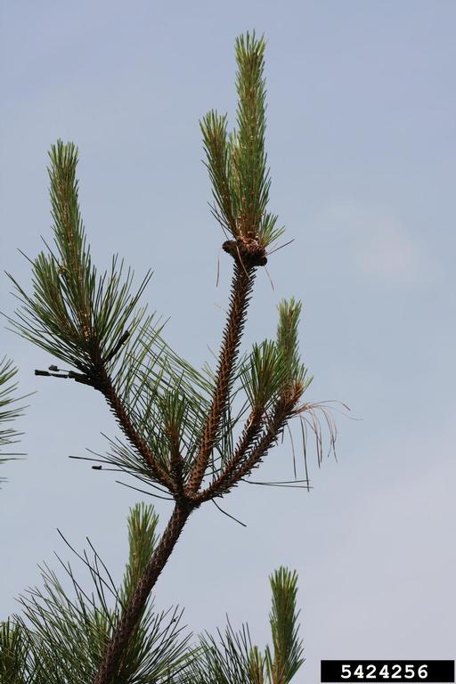 European pine sawfly (Neodiprion sertifer)