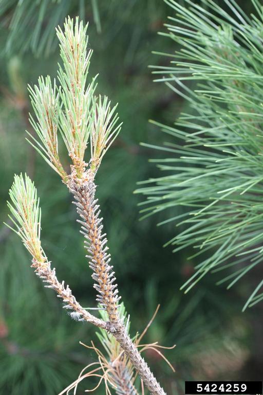European pine sawfly (Neodiprion sertifer ) on red pine (Pinus resinosa ...