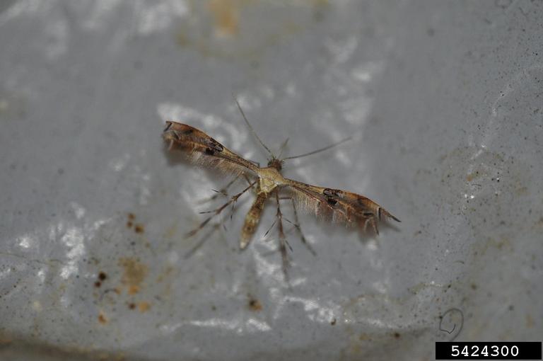 plume moths (Family Pterophoridae)