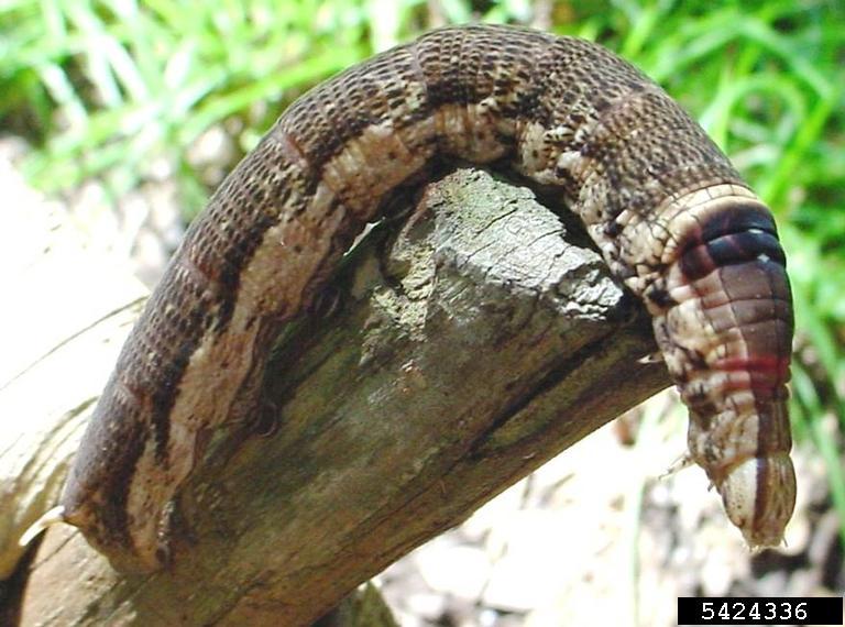 alope sphinx (Erinnyis alope Drury 1773)