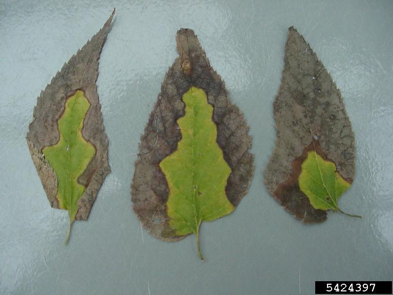 bacterial leaf scorch (Xylella fastidiosa Wells et al. 1987)