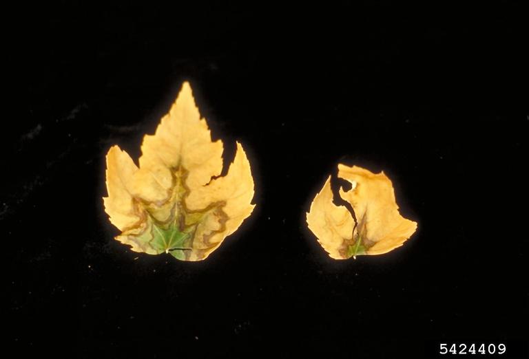bacterial leaf scorch (Xylella fastidiosa)