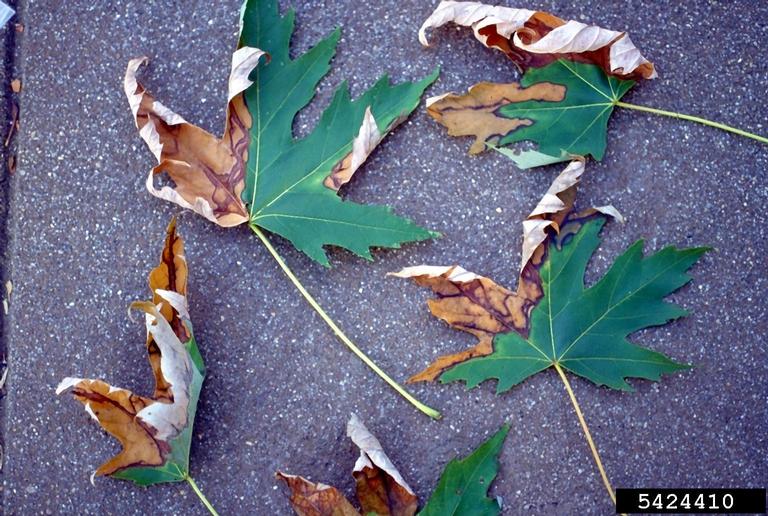 bacterial leaf scorch (Xylella fastidiosa Wells et al. 1987)