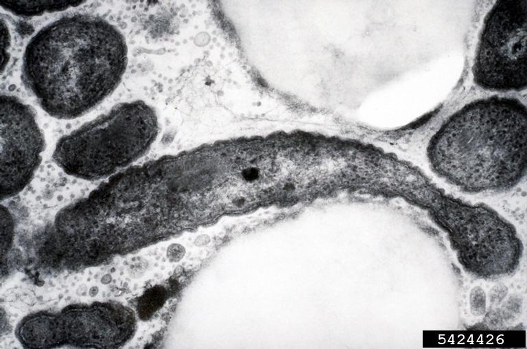 bacterial leaf scorch (Xylella fastidiosa Wells et al. 1987)