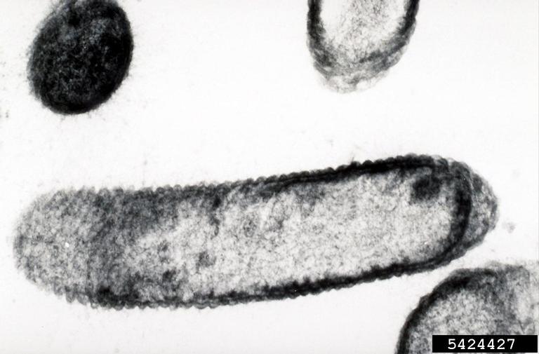 bacterial leaf scorch (Xylella fastidiosa)