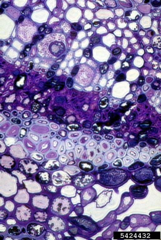 bacterial leaf scorch (Xylella fastidiosa Wells et al. 1987)