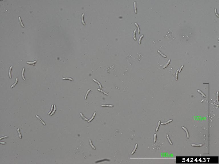 Marssonina leaf spots (Genus Marssonina Magnus)