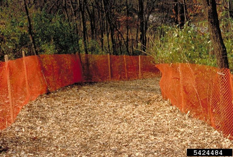 tree protection zone