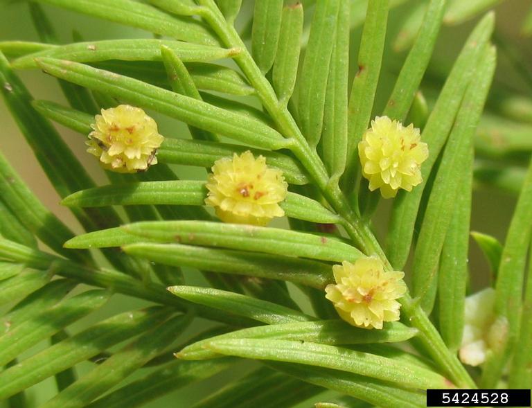 cypress flower gall midge (Taxodiomyia cupressi)