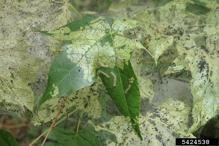 fall webworm (Hyphantria cunea)