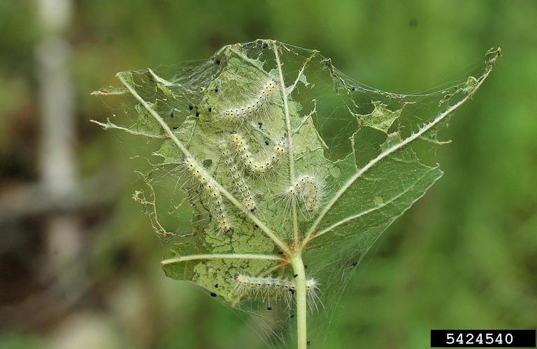 fall webworm (Hyphantria cunea)
