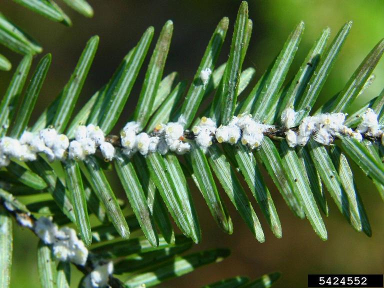 hemlock woolly adelgid (Adelges tsugae Annand, 1924)