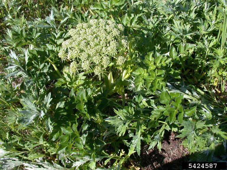 seacoast angelica (Angelica lucida L.)