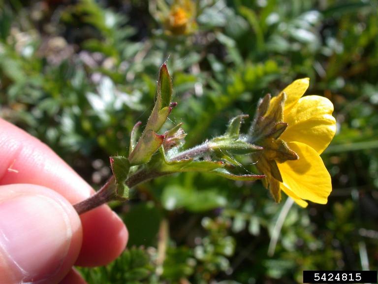 Ross' avens (Geum rossii)