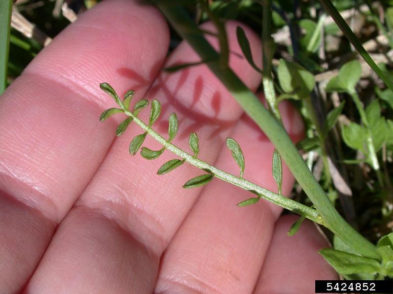 Richardson's bittercress (Cardamine digitata)