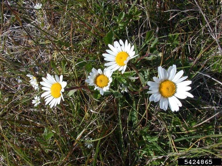 arctic daisy (Chrysanthemum arcticum L.)