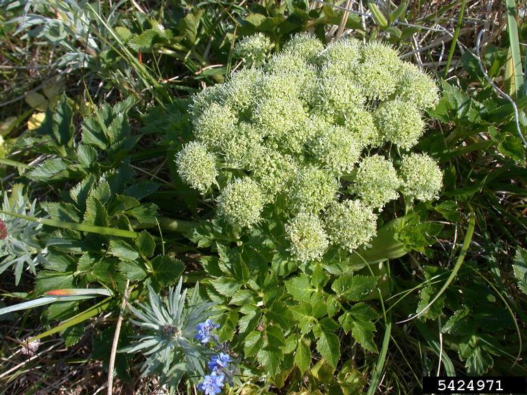 seacoast angelica (Angelica lucida L.)