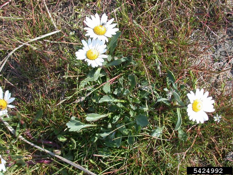 arctic daisy (Chrysanthemum arcticum)