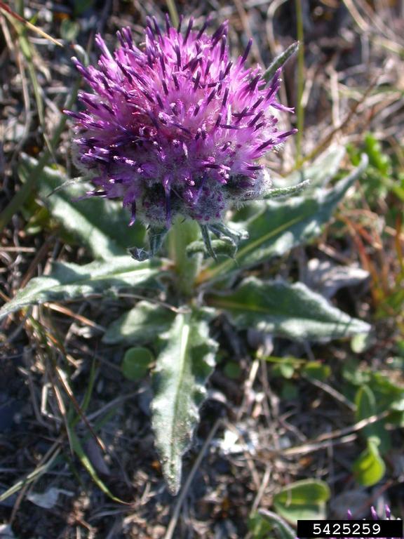 saw-wort (Saussurea subacaulis)