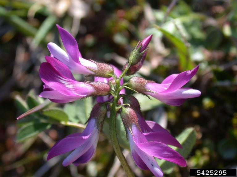 alpine milkvetch (Astragalus alpinus L.)