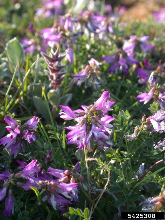 alpine milkvetch (Astragalus alpinus L.)