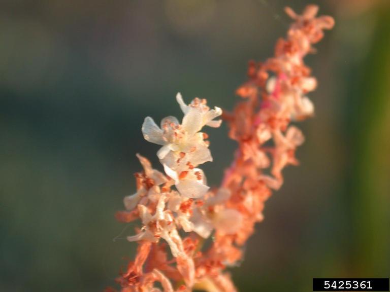 Alaska wild rhubarb (Polygonum alpinum All.)