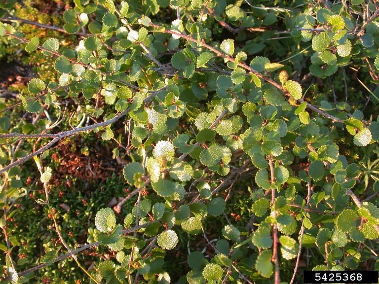 resin birch (Betula glandulosa Michx.)