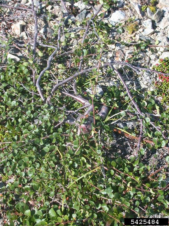 resin birch (Betula glandulosa Michx.)