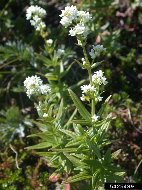 northern bedstraw (Galium boreale L.)