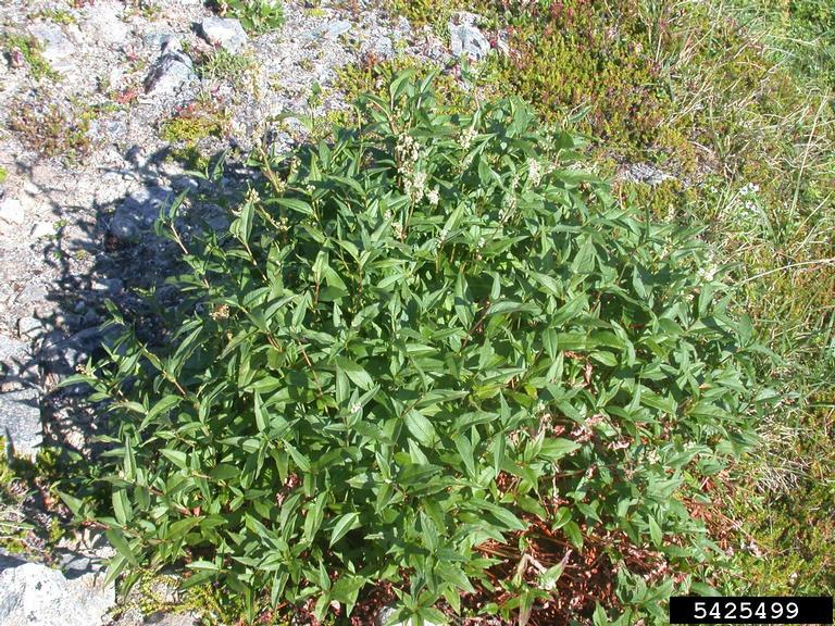Alaska wild rhubarb (Polygonum alpinum All.)