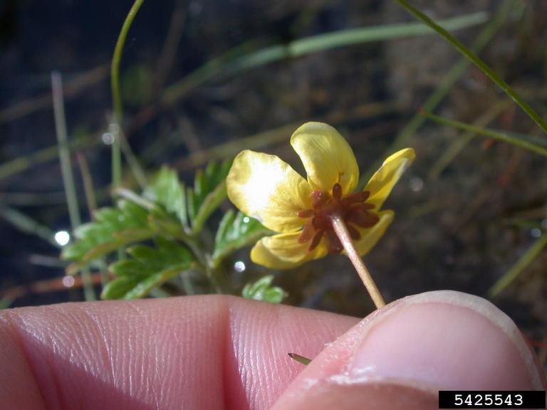 cinquefoil (Genus Potentilla)