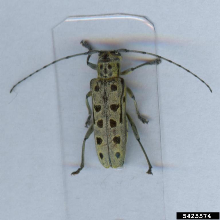 eyed squeaker (Saperda perforata (Pallas, 1773))