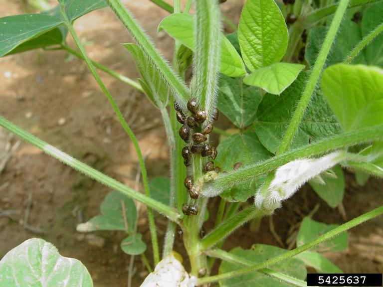 kudzu bug (Megacopta cribraria (Fabricius))