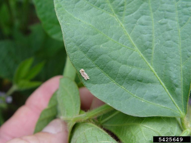 kudzu bug (Megacopta cribraria (Fabricius))