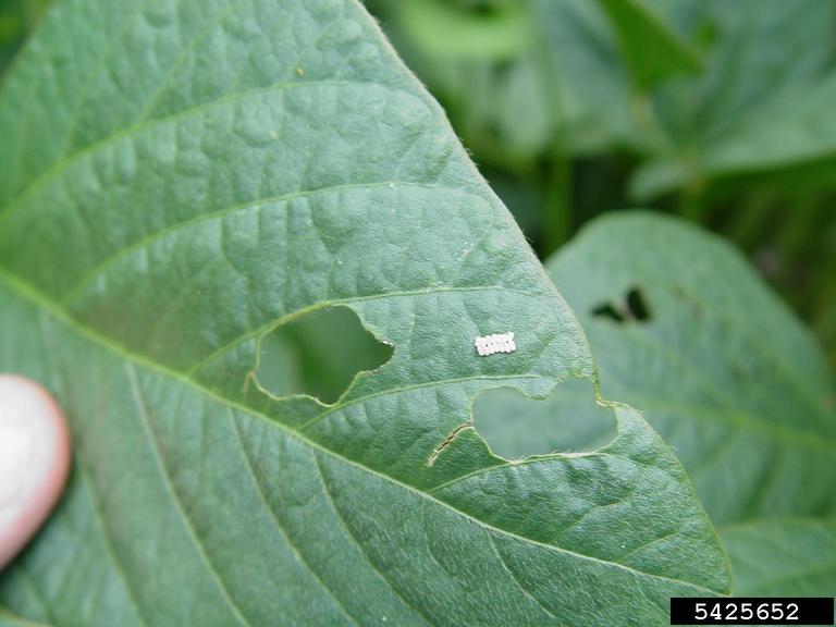 kudzu bug (Megacopta cribraria)