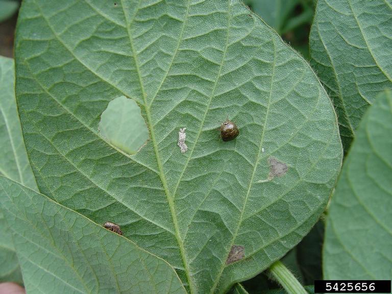 kudzu bug (Megacopta cribraria)