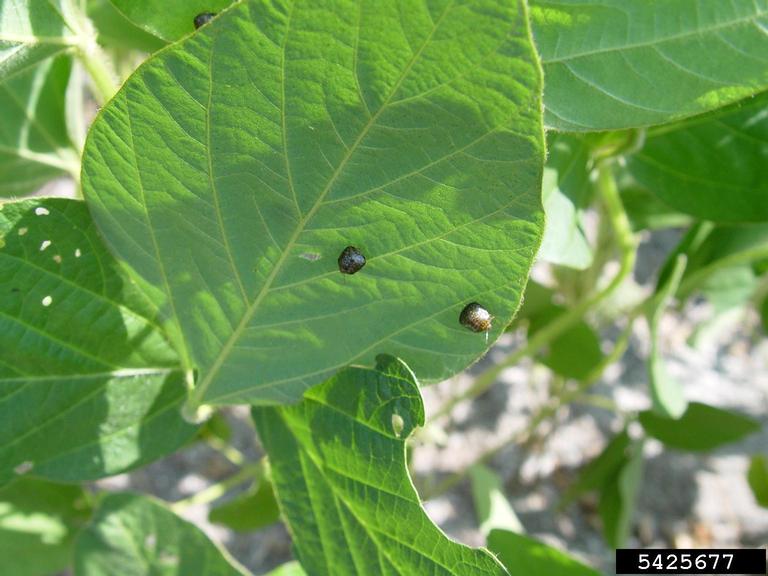 kudzu bug (Megacopta cribraria (Fabricius))