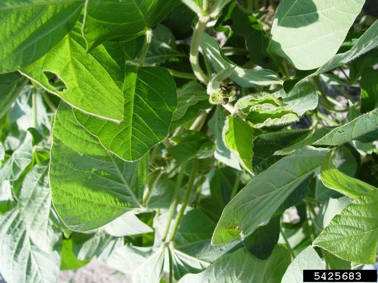 kudzu bug (Megacopta cribraria (Fabricius))