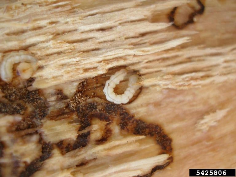 oak splendour beetle (Agrilus biguttatus (Fabricius, 1776))